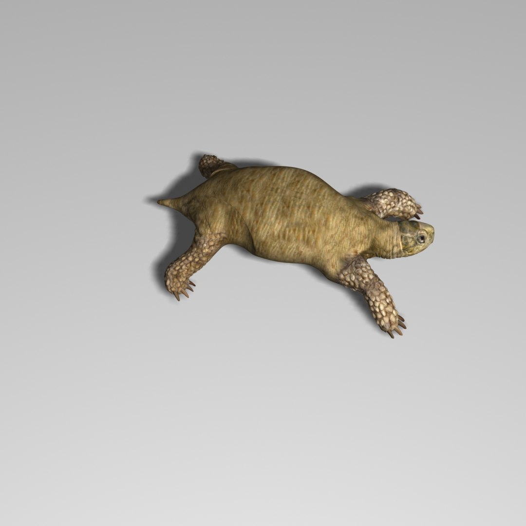 3D Model Turtle Realistic - TurboSquid 1379744