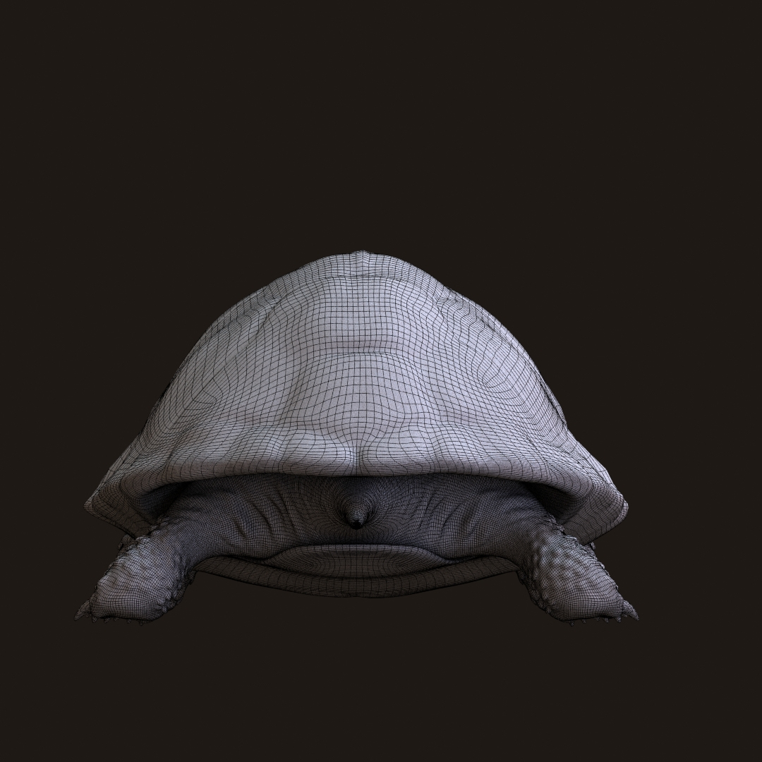 3D model turtle realistic - TurboSquid 1379744