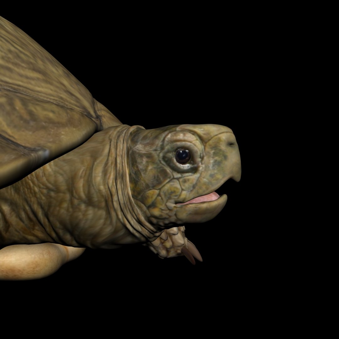 3D Model Turtle Realistic - TurboSquid 1379744