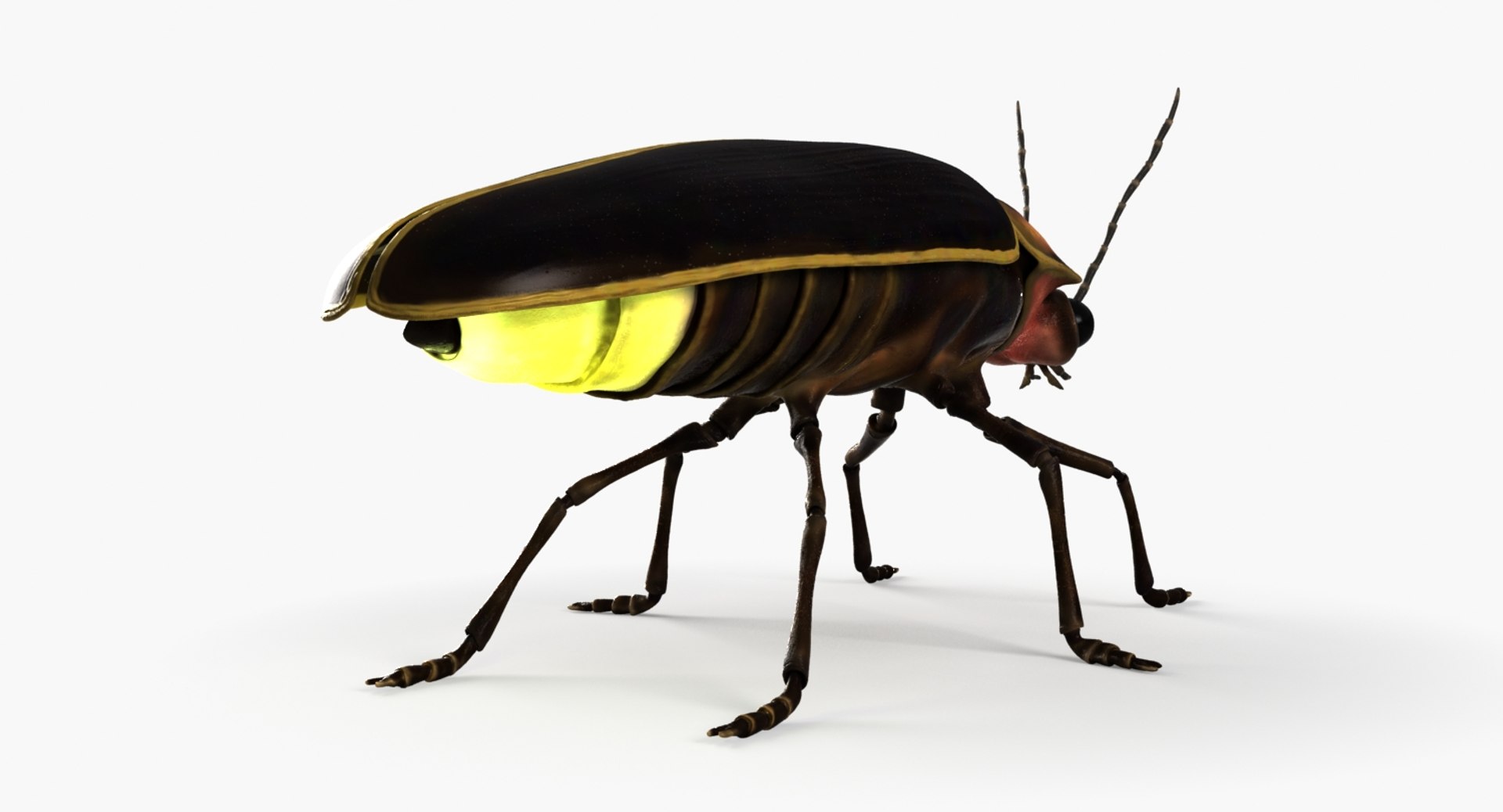 3D Model Firefly Lighting - TurboSquid 1153658