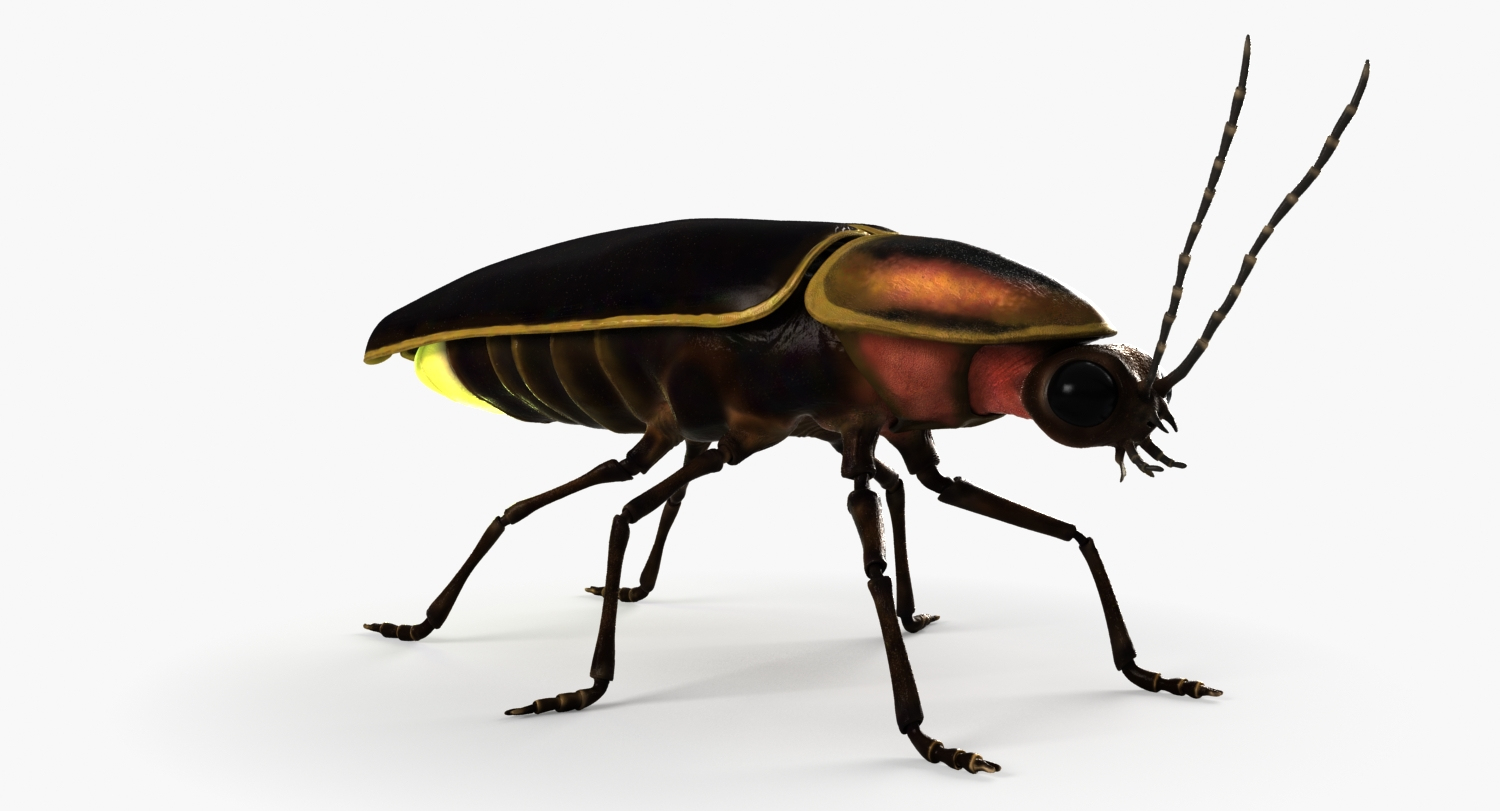 3D model firefly lighting - TurboSquid 1153658