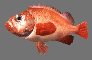 fish games 3d model