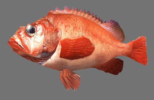 shark games 3d model