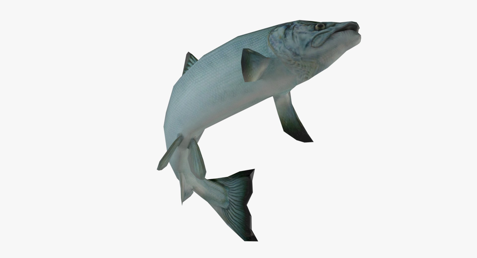 keta oncorhynchus 3d max
