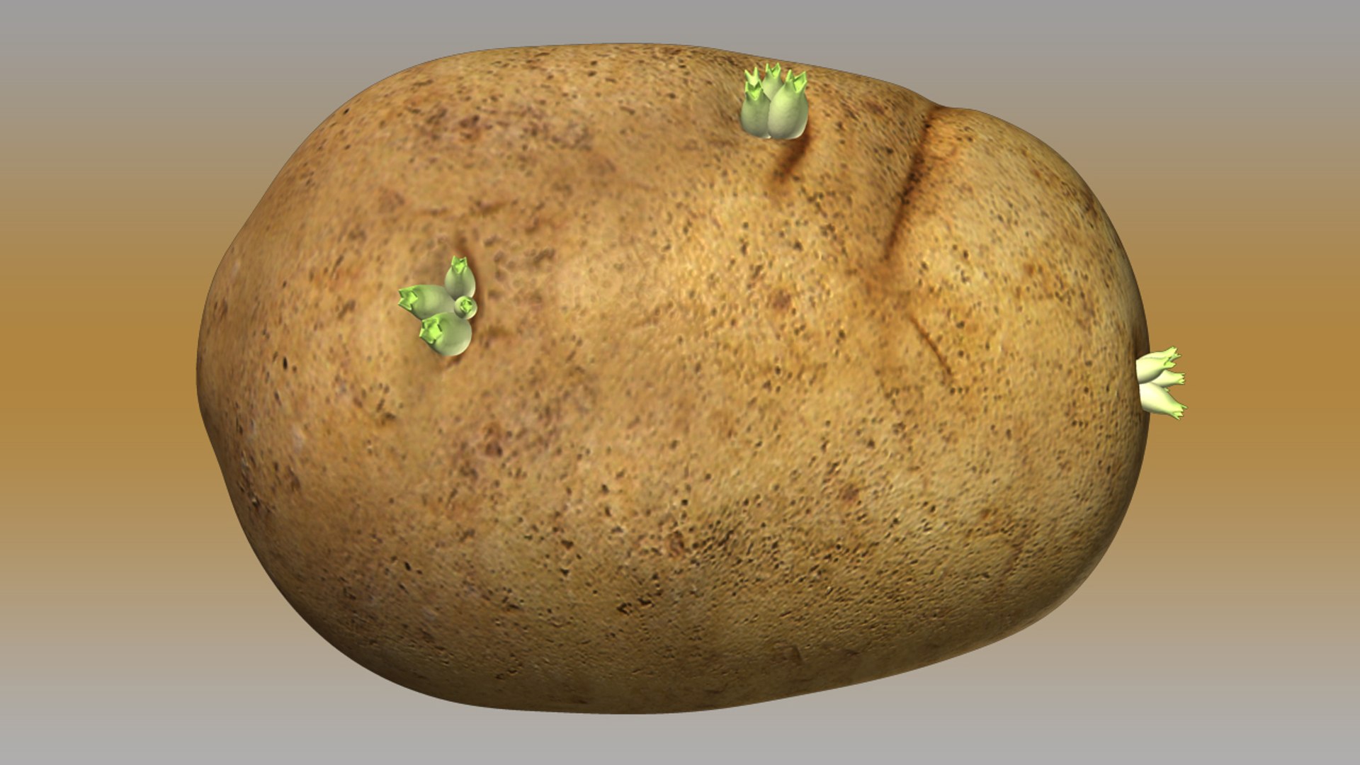 potato 3d model