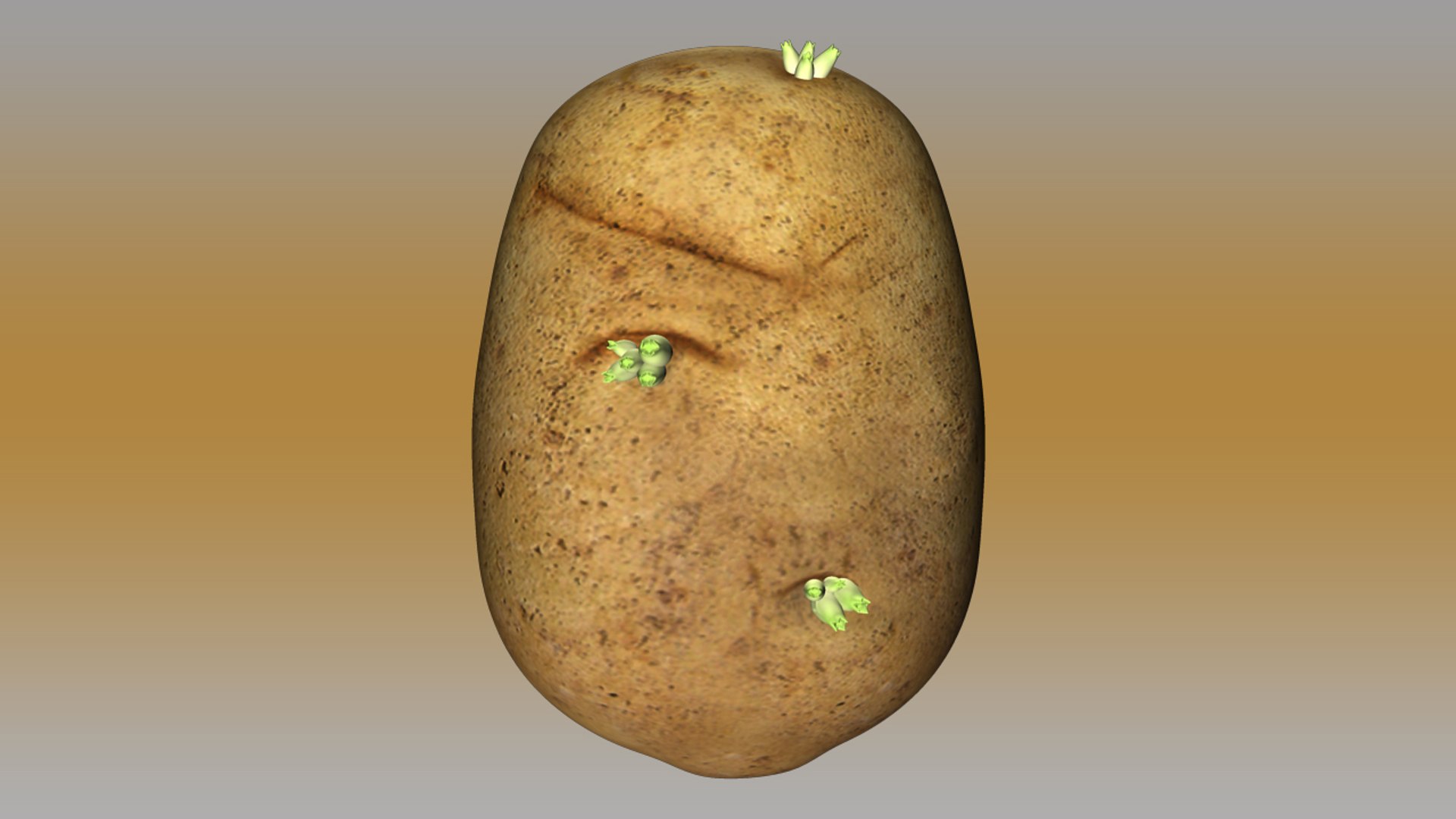 potato 3d model