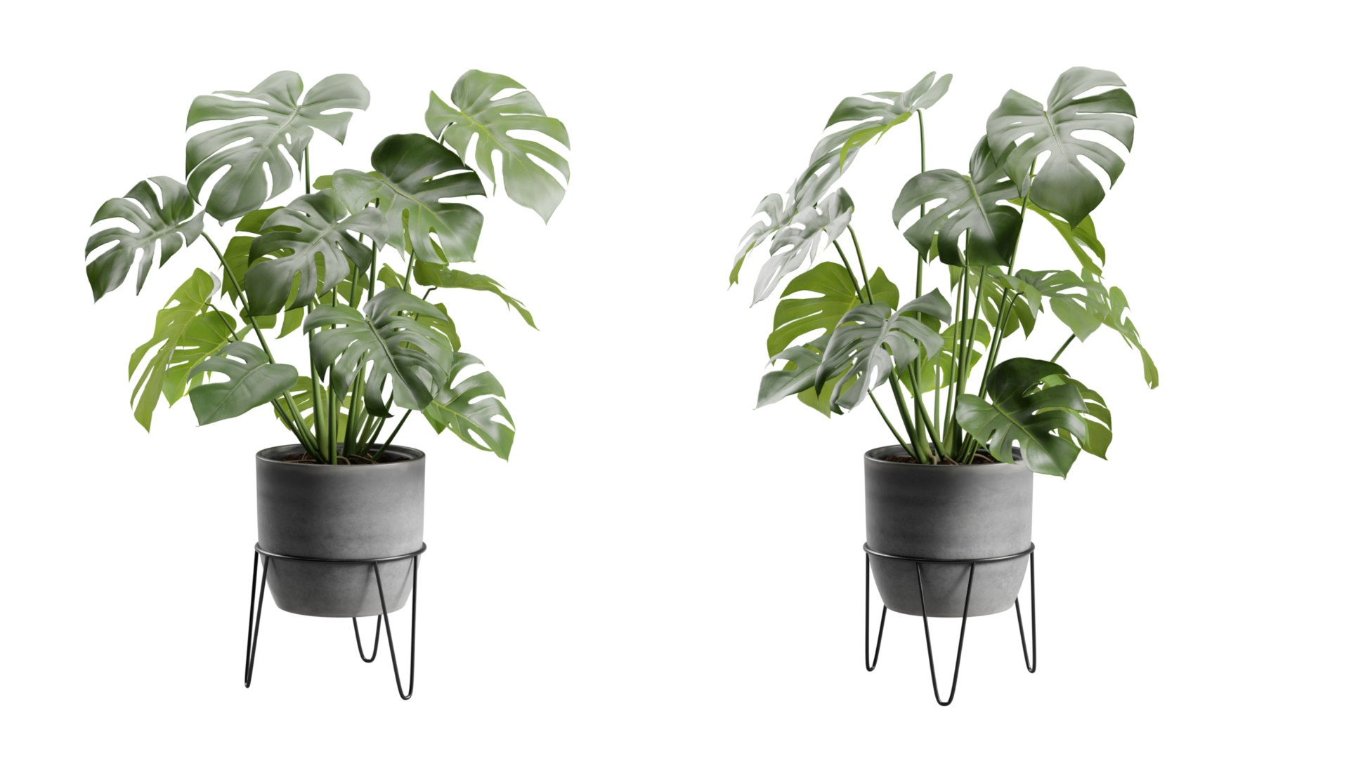 Monstera Deliciosa Pot Stand 3D - TurboSquid 2172583