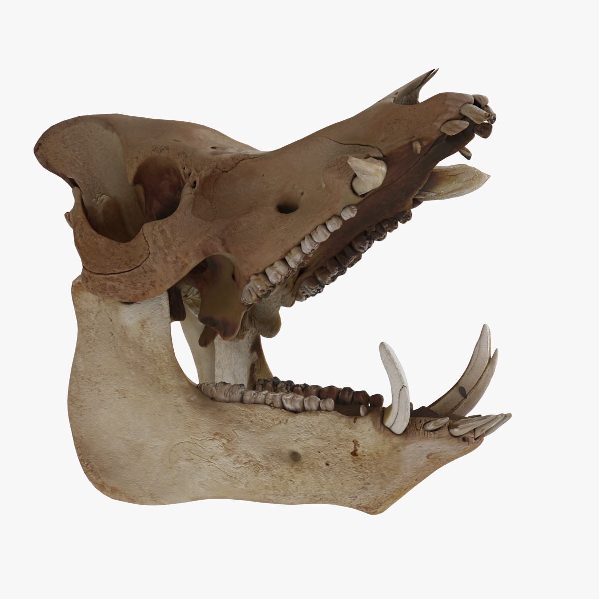 obj wild boar skull