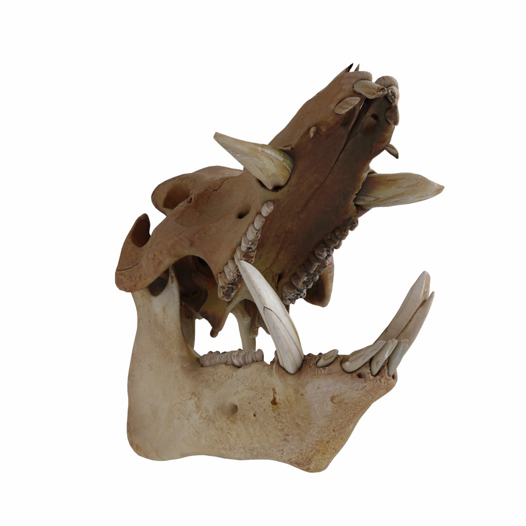 obj wild boar skull
