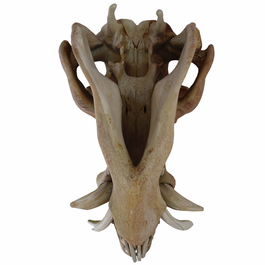 obj wild boar skull
