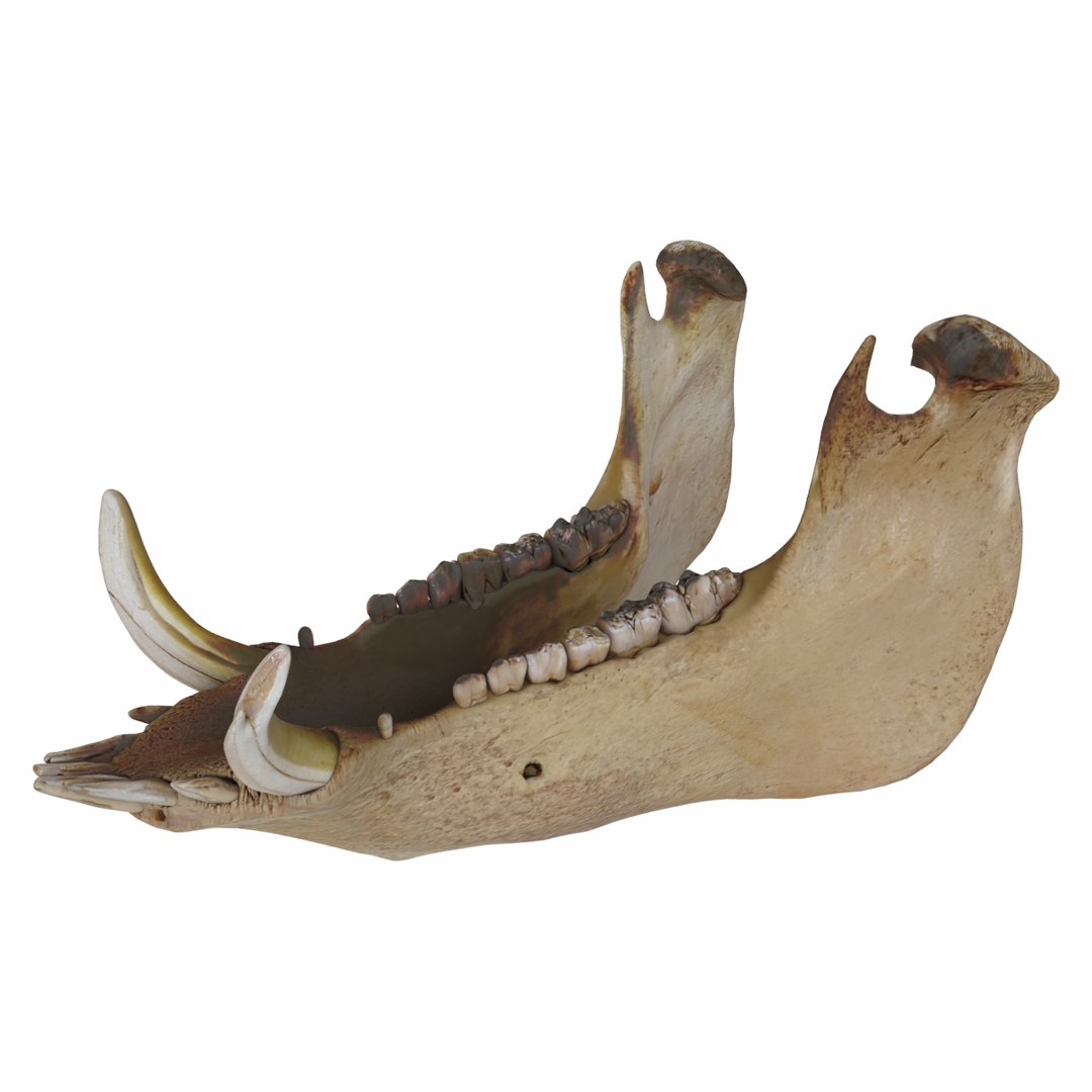 obj wild boar skull