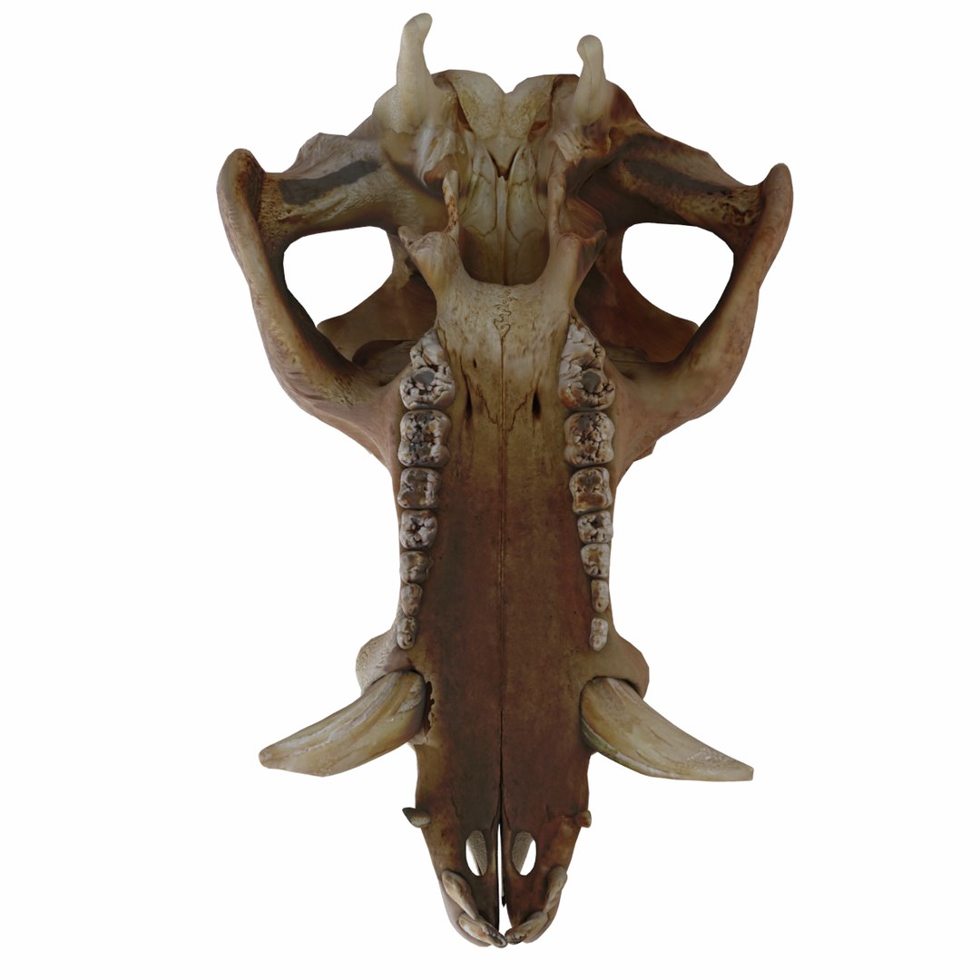 obj wild boar skull