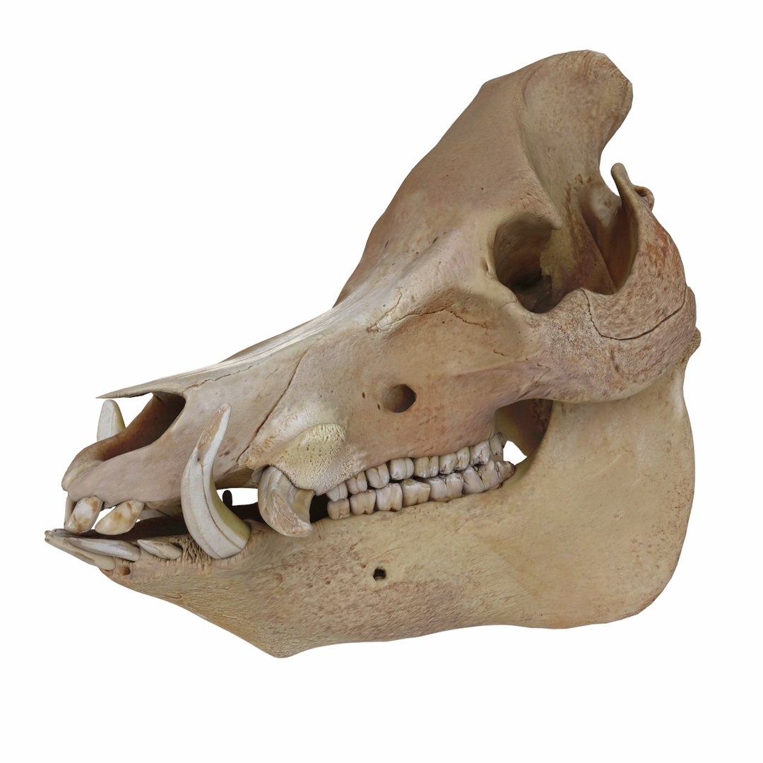 obj wild boar skull