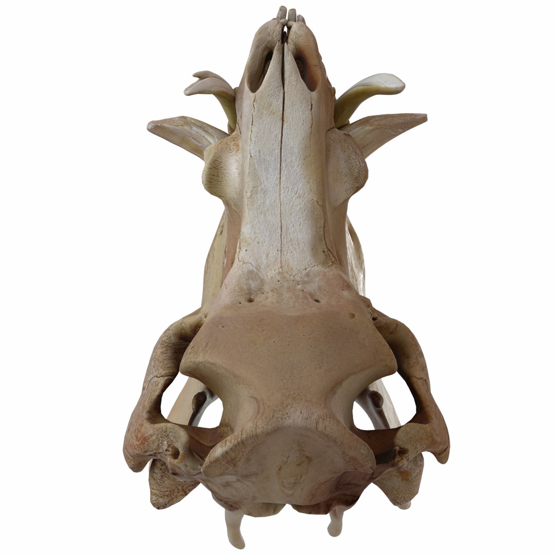 obj wild boar skull
