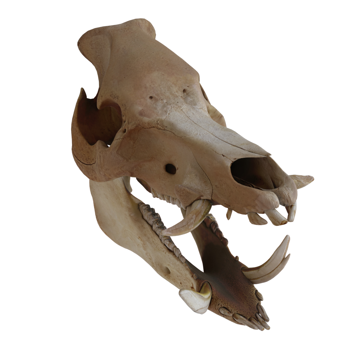 obj wild boar skull