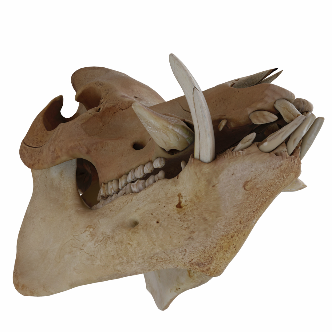 obj wild boar skull