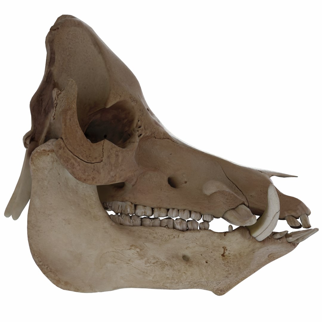 obj wild boar skull