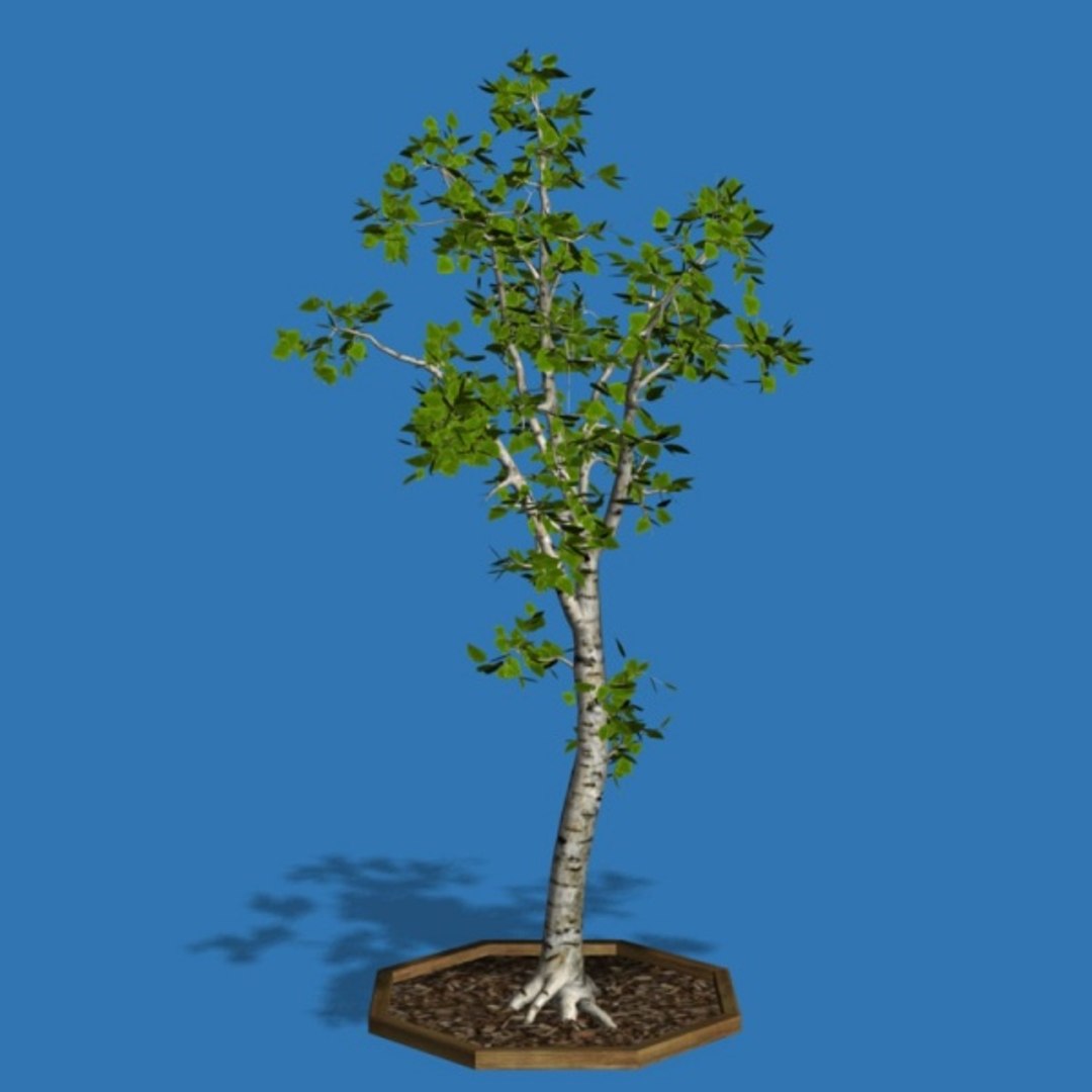 3ds Silver Birch Tree Pl