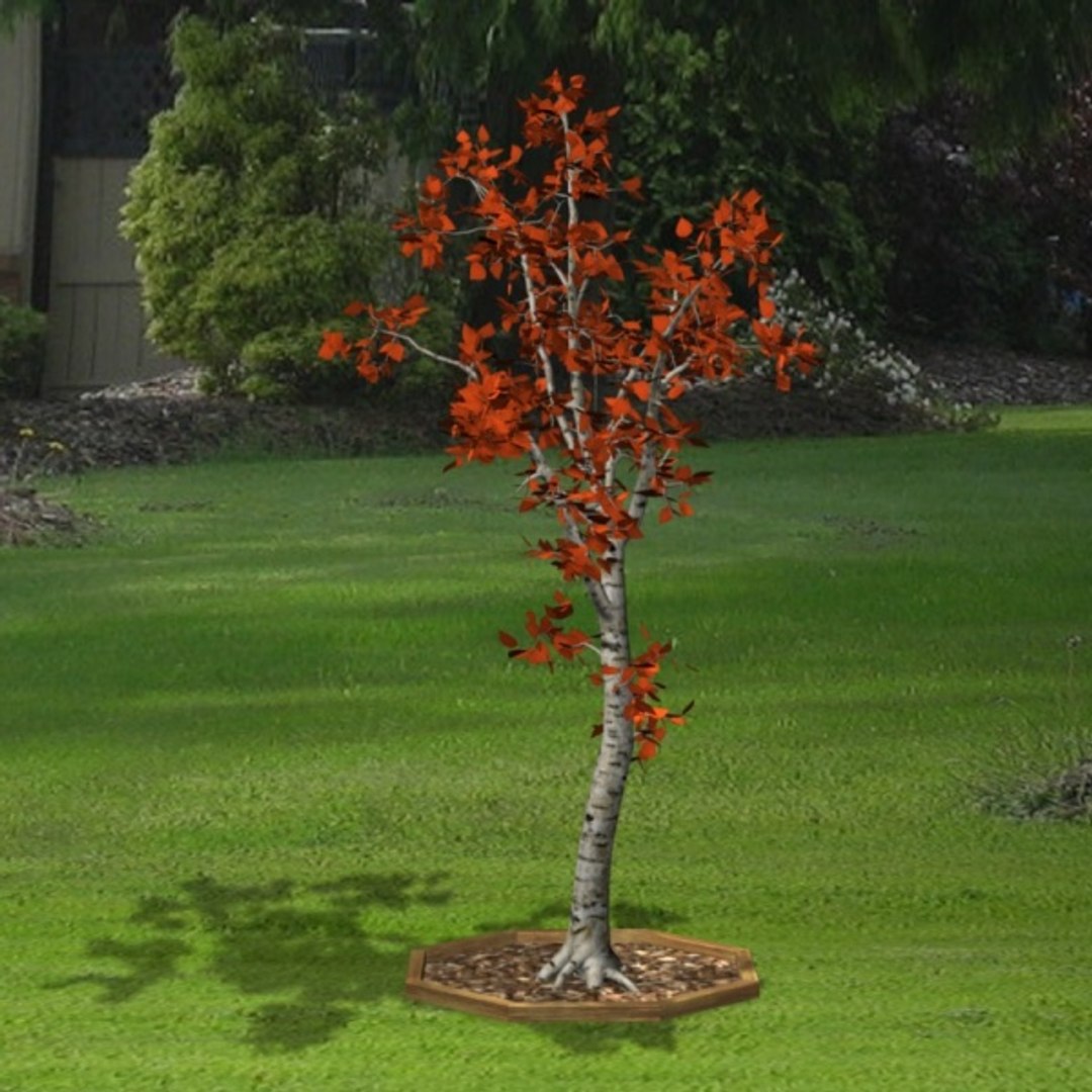 3ds Silver Birch Tree Pl