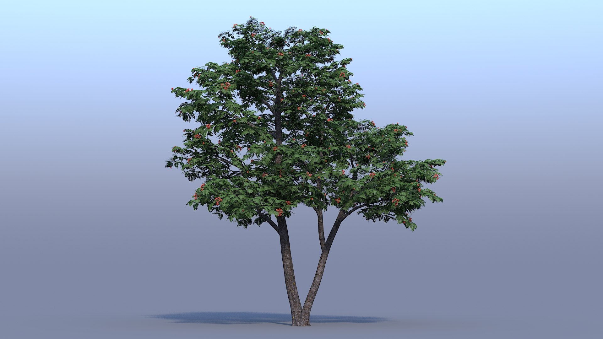 Rowan Tree 02 3D Model - TurboSquid 1979802