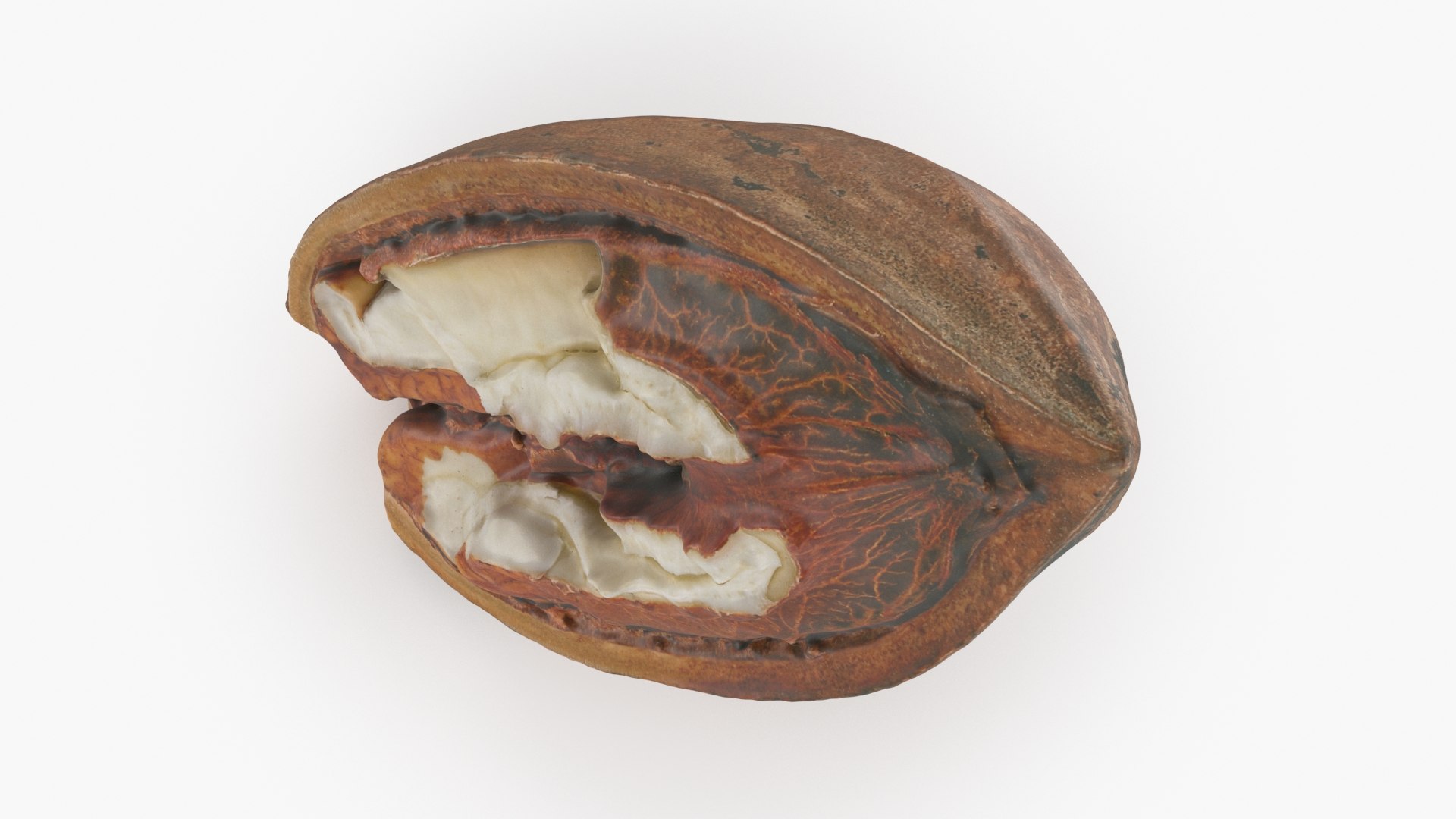 Pecan Nut Shell Open 01 3D - TurboSquid 1984265