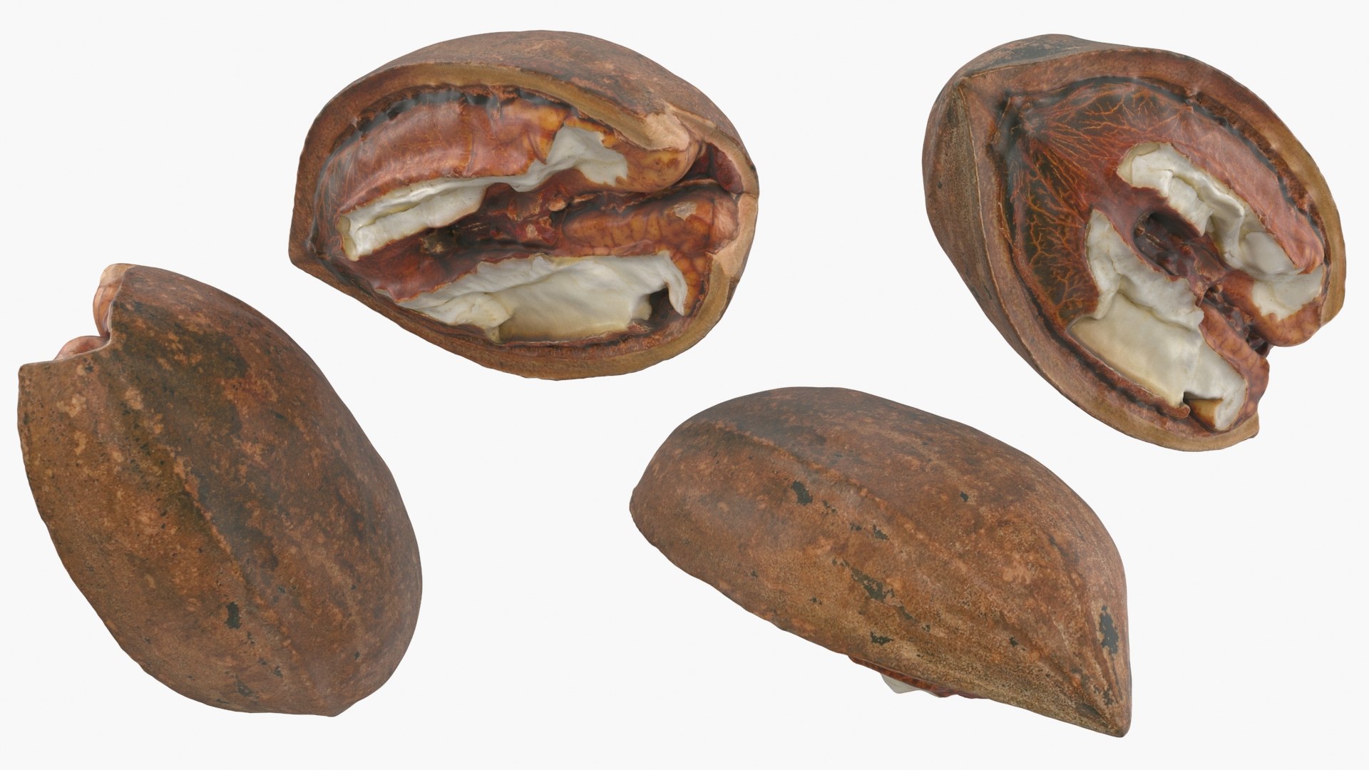 Pecan Nut Shell Open 01 3D - TurboSquid 1984265