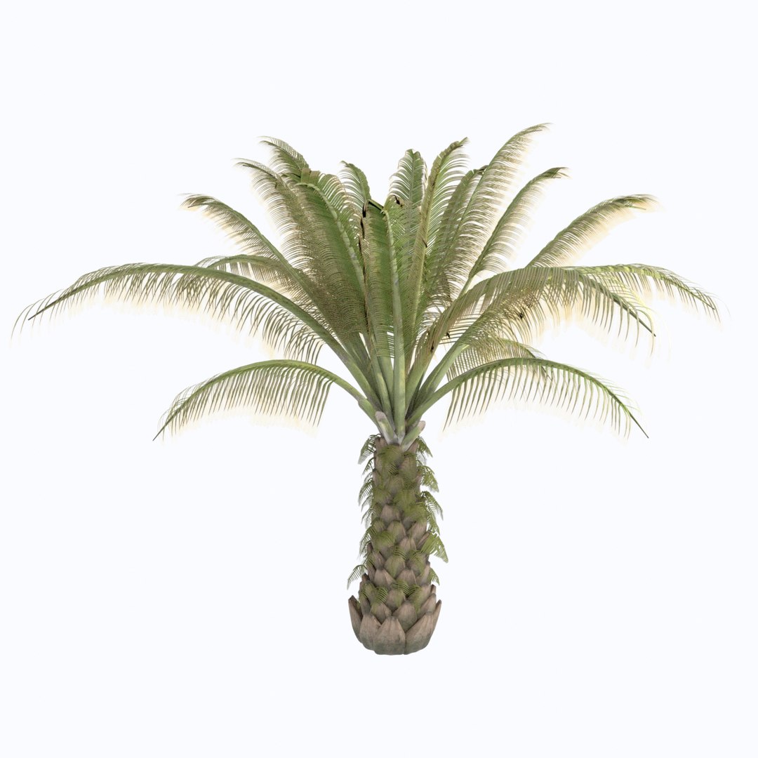 3D Model Oil Palm Tree Kelapa Sawit - TurboSquid 1806487