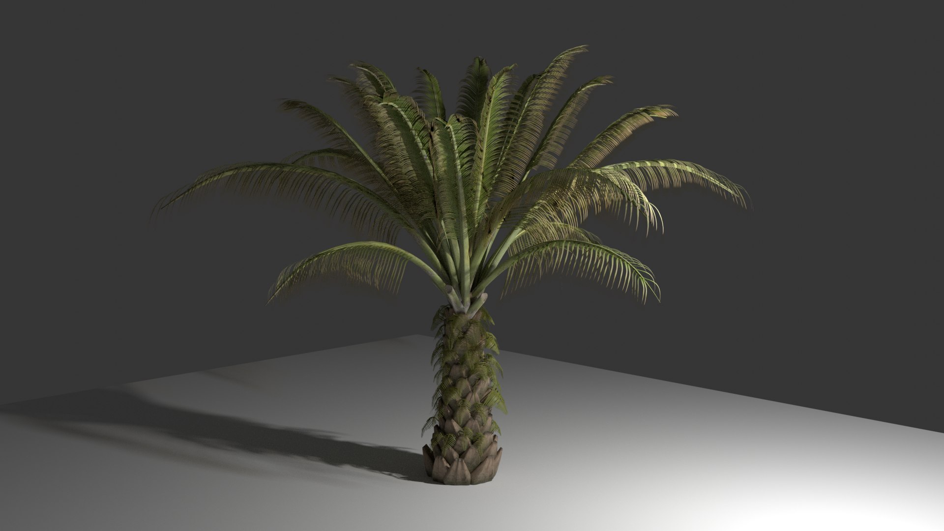 3D Model Oil Palm Tree Kelapa Sawit - TurboSquid 1806487
