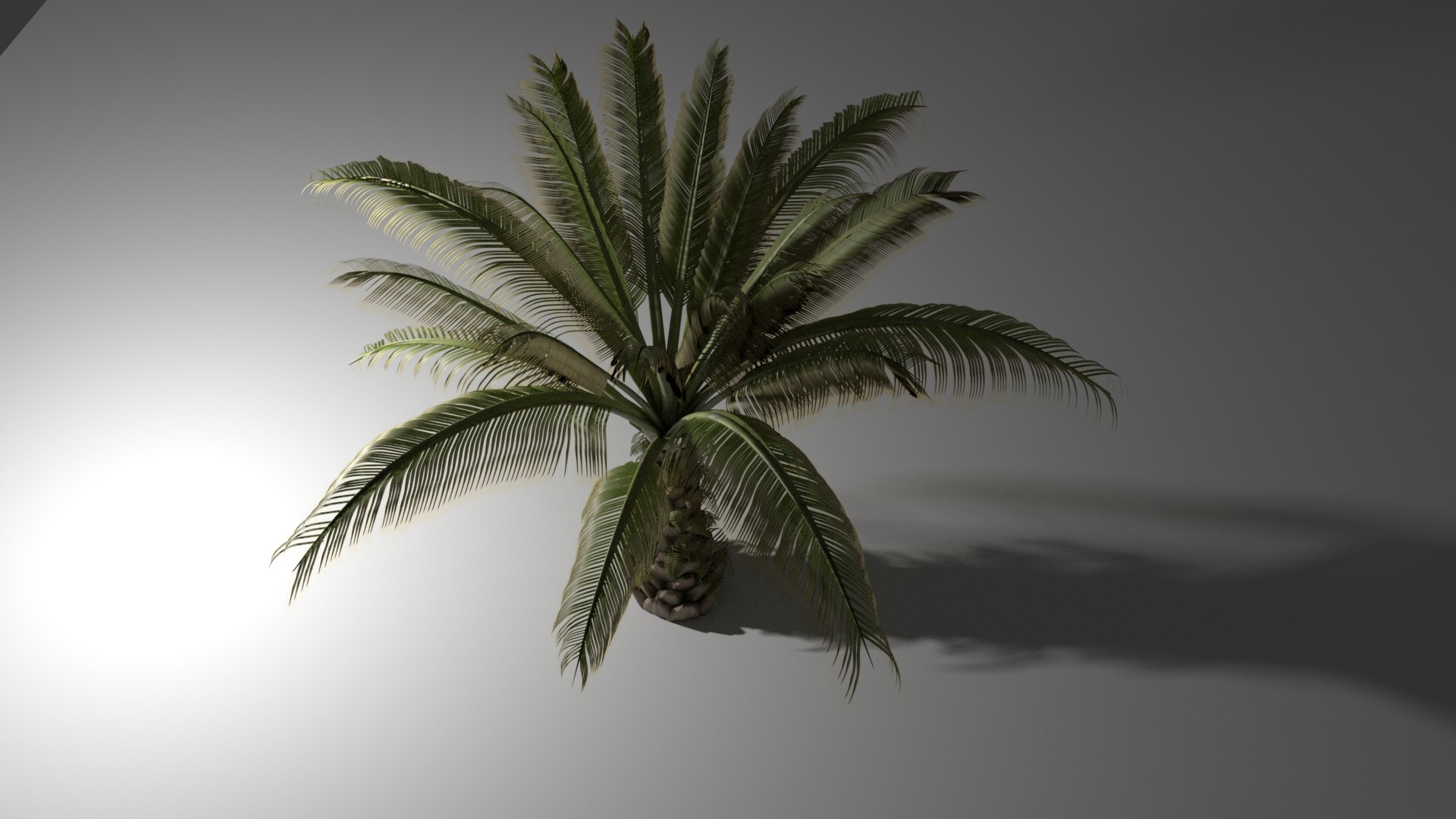 3D Model Oil Palm Tree Kelapa Sawit - TurboSquid 1806487