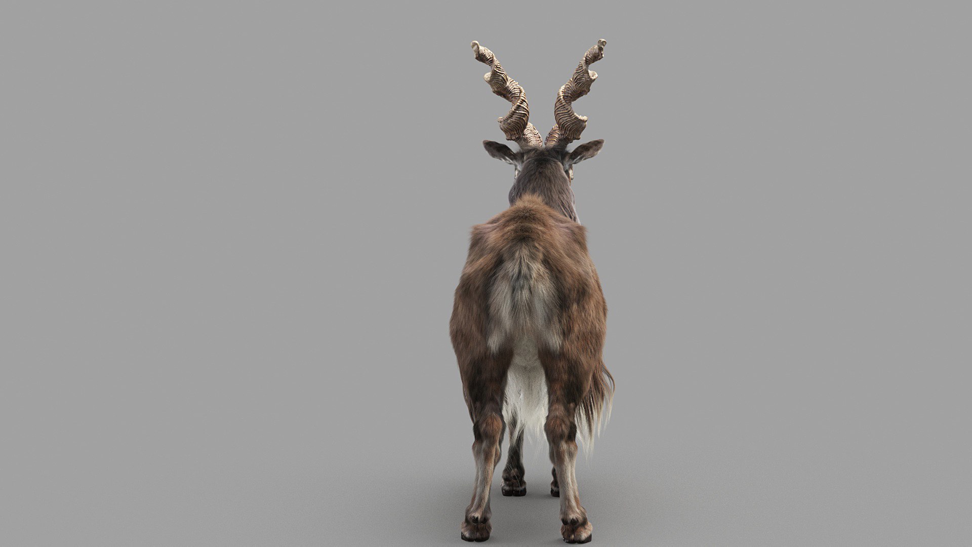 Markhor Capra 3D Model - TurboSquid 1666369