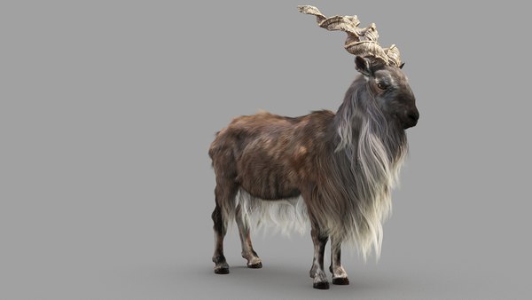 Markhor capra 3D model - TurboSquid 1666369