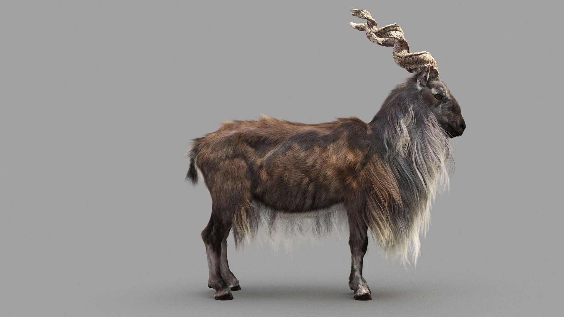 Markhor Capra 3D Model - TurboSquid 1666369