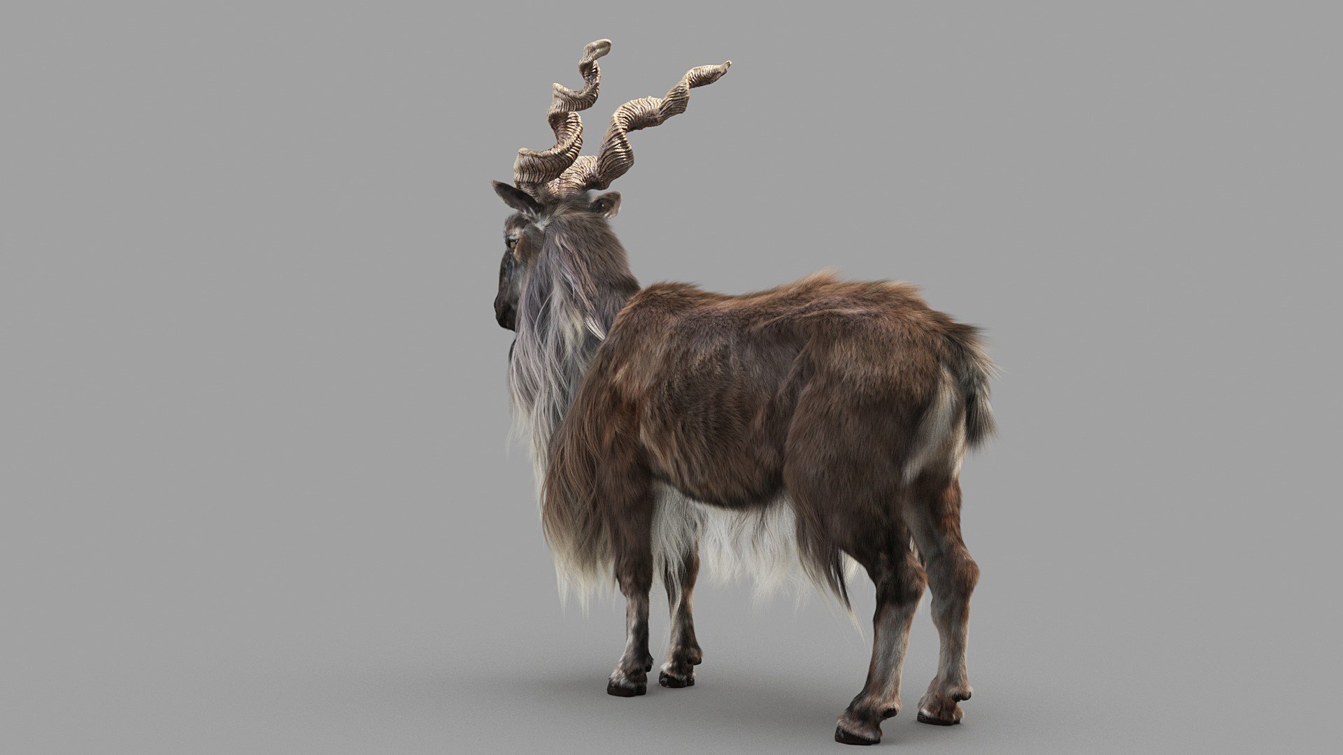 Markhor Capra 3D Model - TurboSquid 1666369