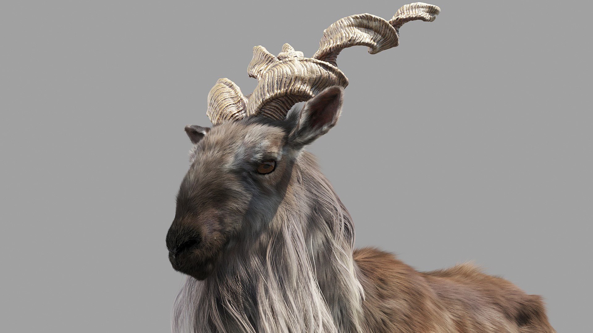 Markhor Capra 3D Model - TurboSquid 1666369