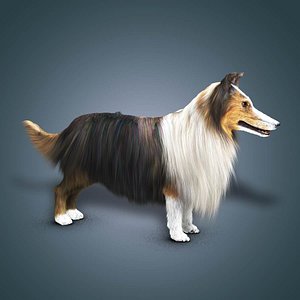Collie 3D Models for Download | TurboSquid