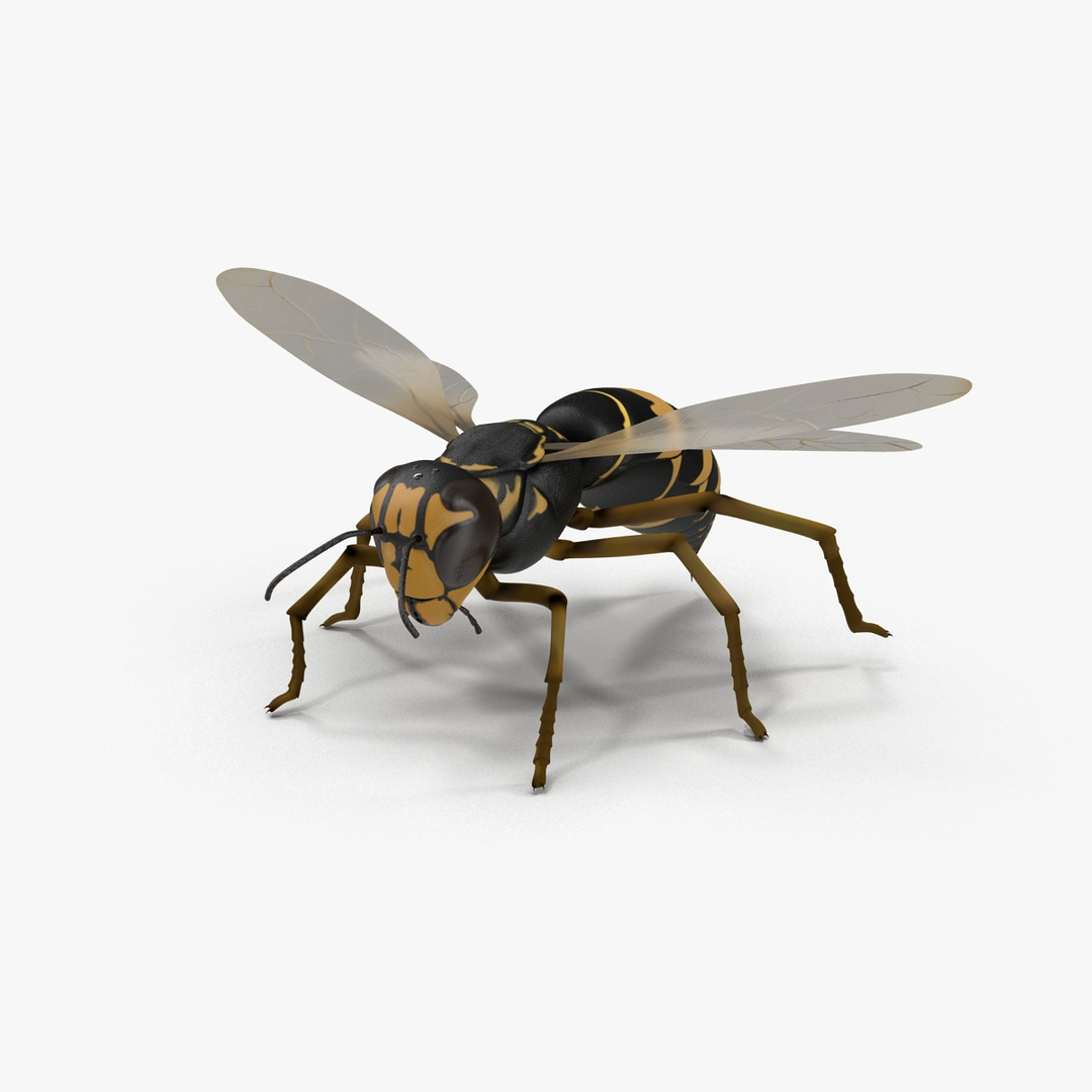 Wasp 3D Model - TurboSquid 1189560