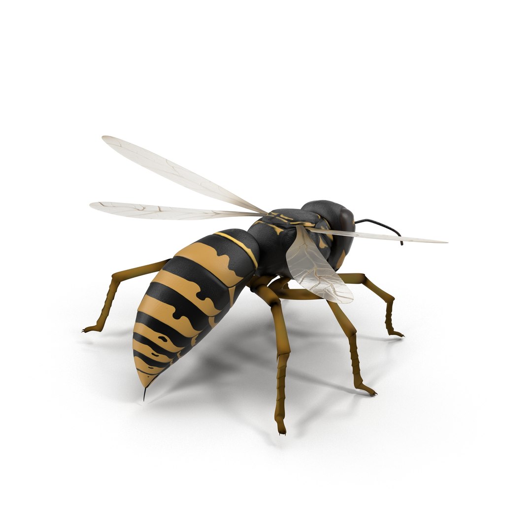 Wasp 3D Model - TurboSquid 1189560