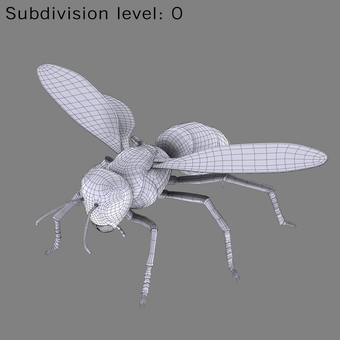 Wasp 3D Model - TurboSquid 1189560