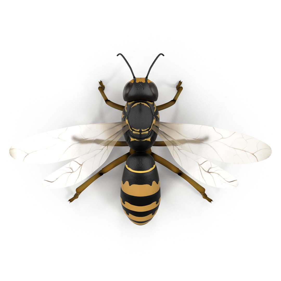 Wasp 3D Model - TurboSquid 1189560
