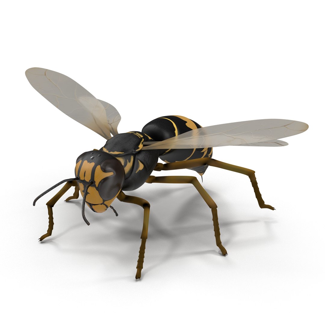 Wasp 3D Model - TurboSquid 1189560