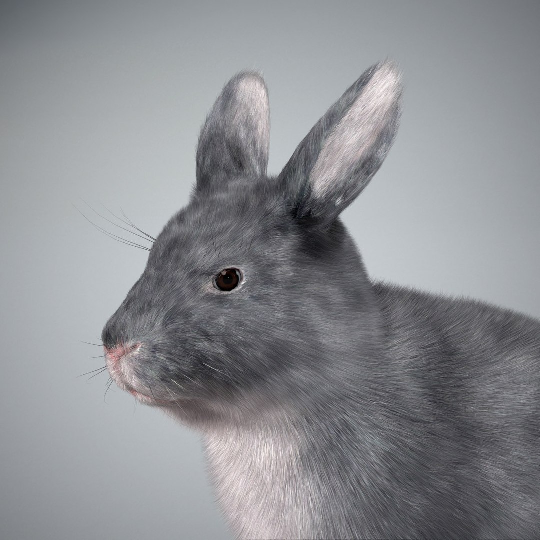 3d model grey rabbit