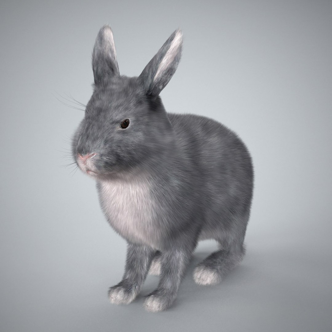 3d model grey rabbit