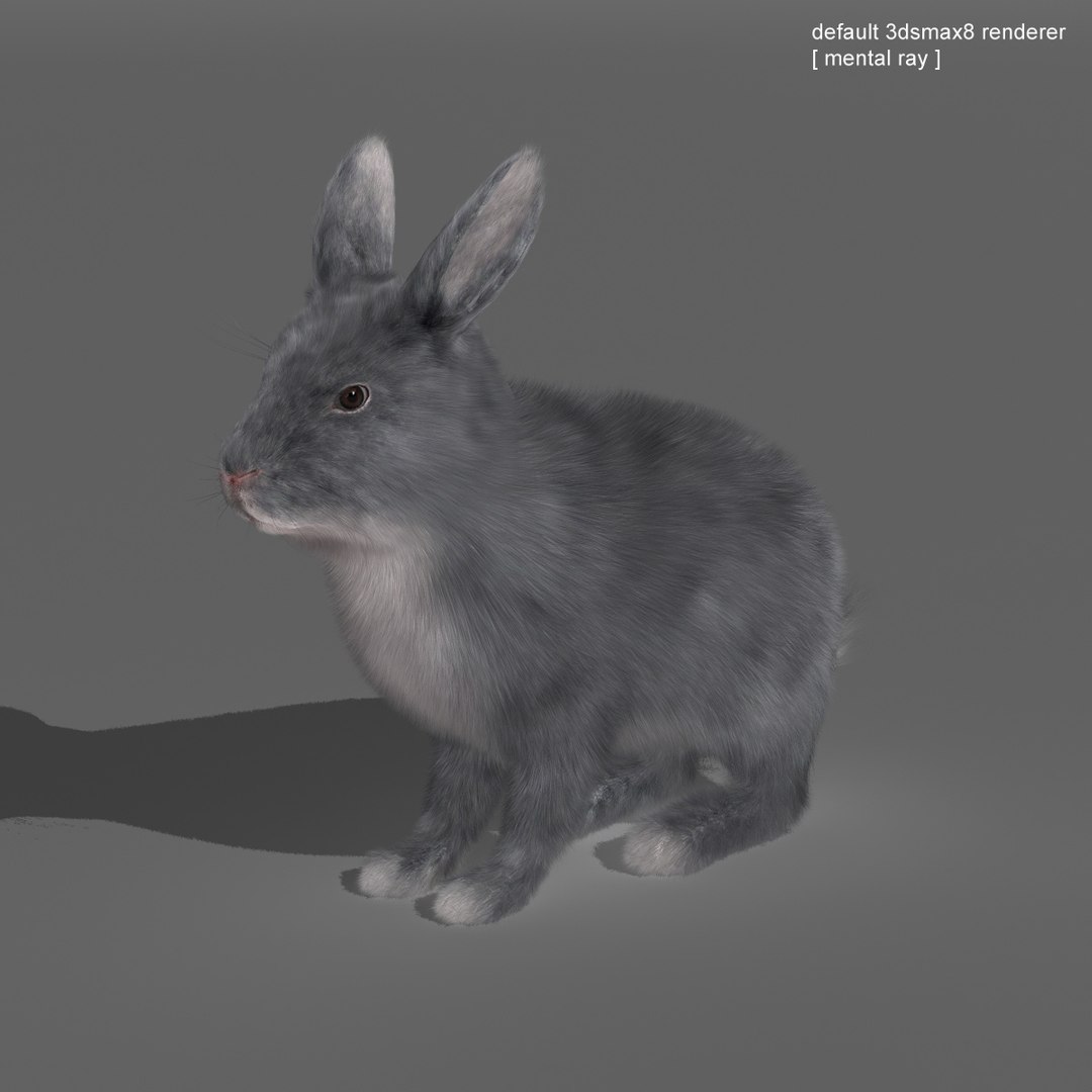 3d model grey rabbit