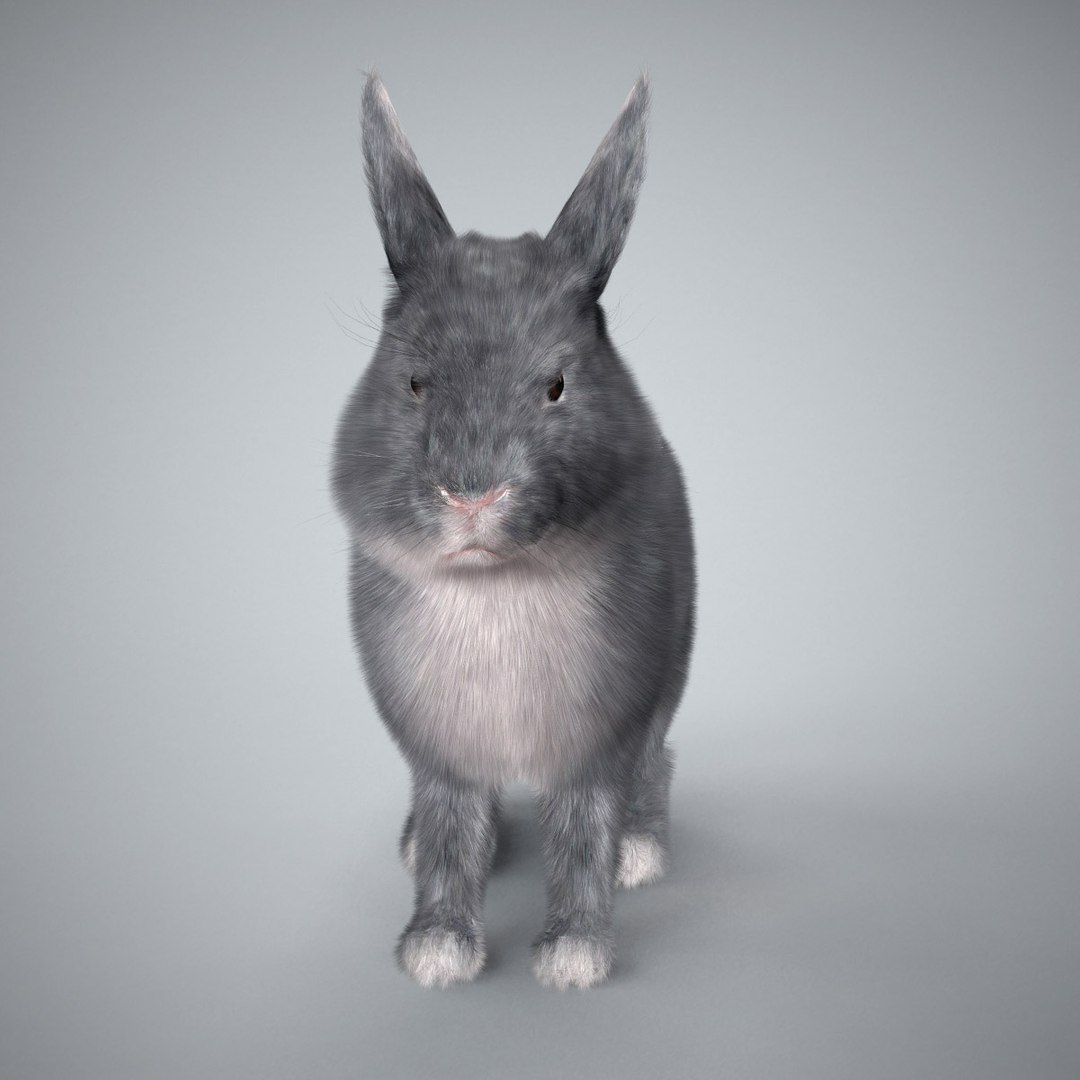 3d model grey rabbit