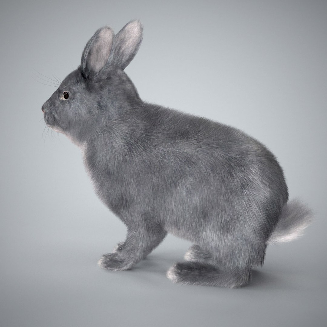 3d model grey rabbit