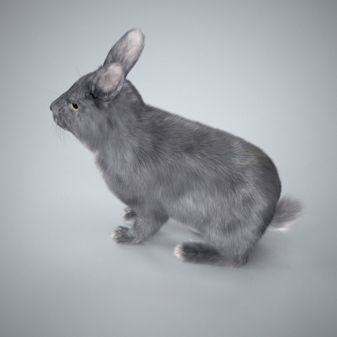 3d model grey rabbit
