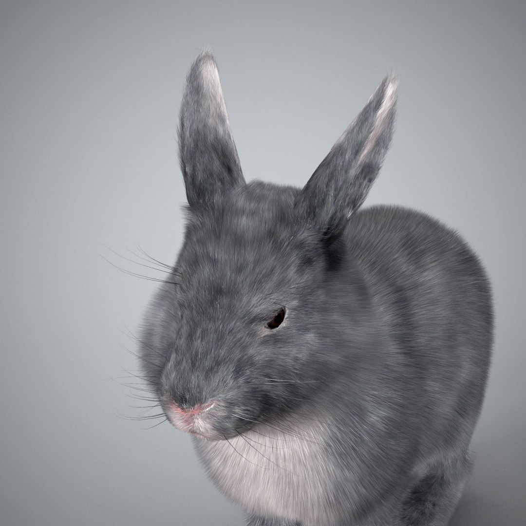 3d model grey rabbit