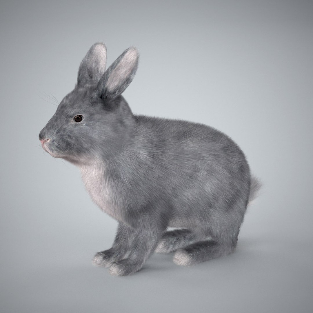 3d model grey rabbit