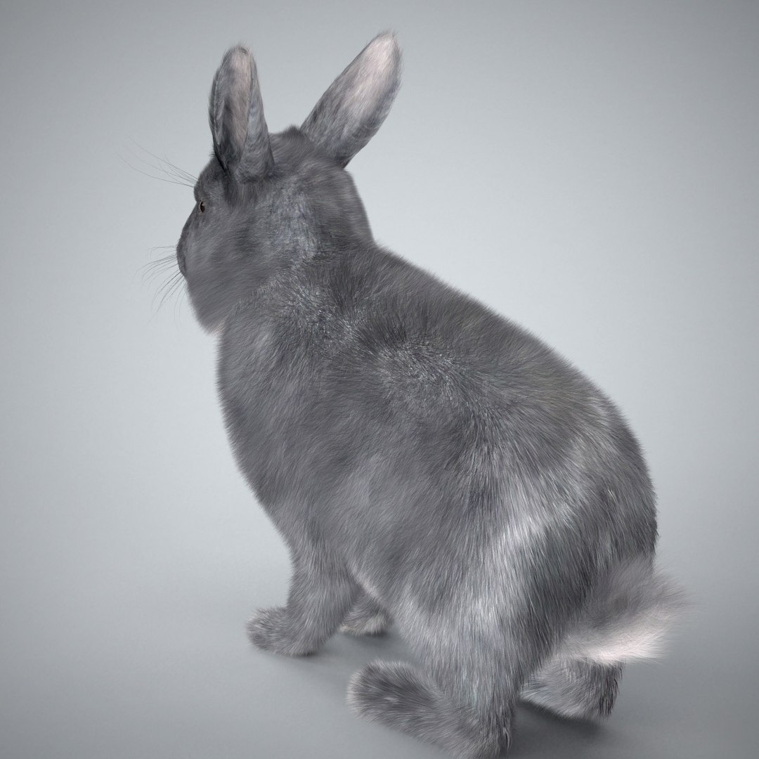 3d model grey rabbit