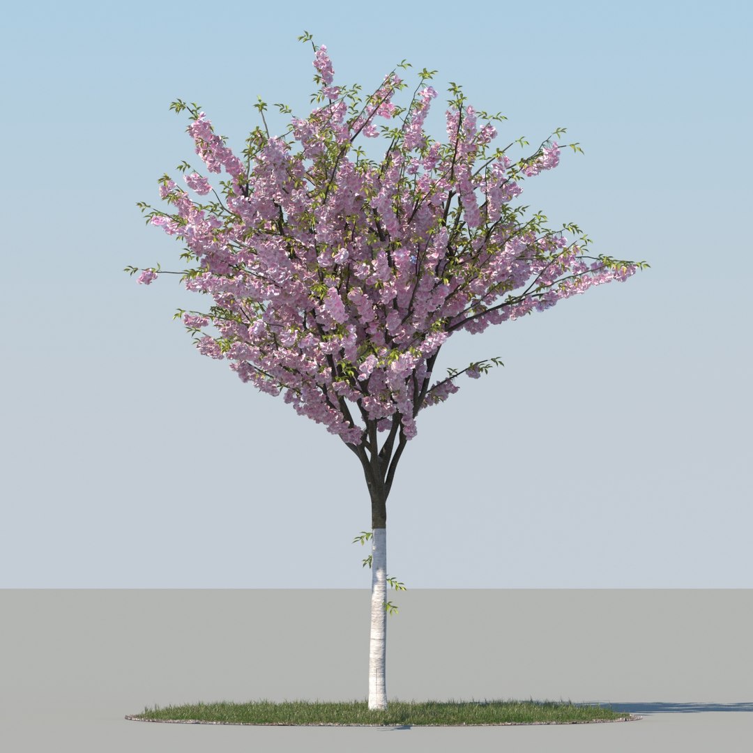 3d Realistic Cherry Tree Model